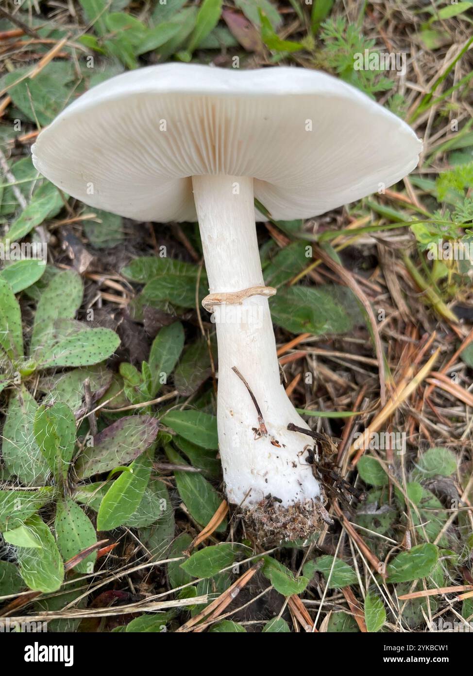 White Dapperling (Leucoagaricus leucothites Stock Photo - Alamy