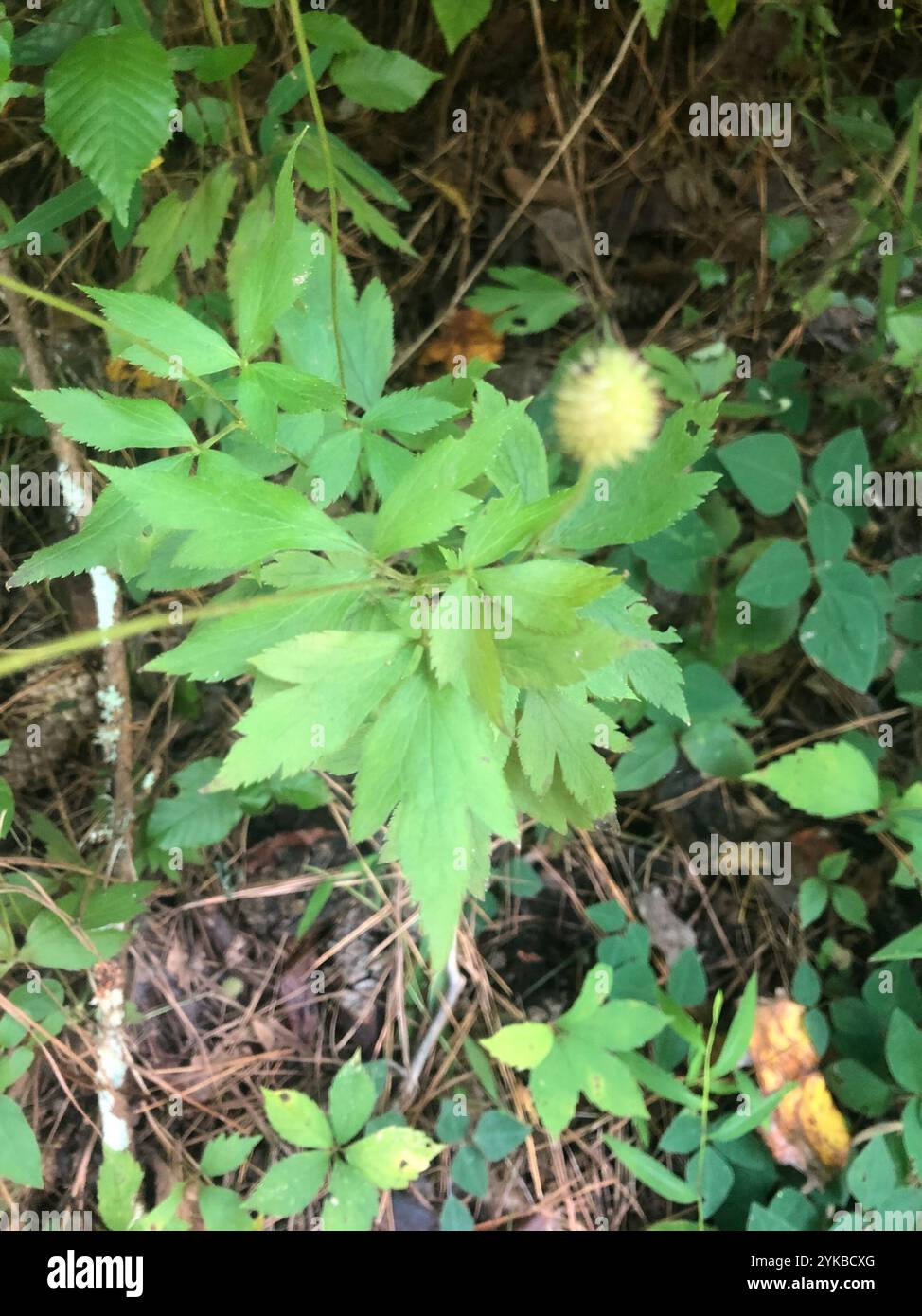 tall thimbleweed (Anemone virginiana Stock Photo - Alamy