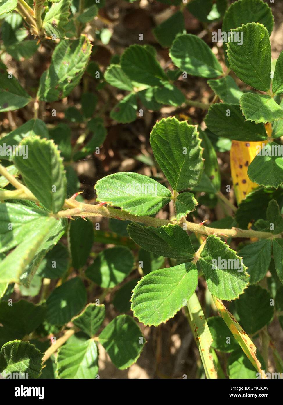 Rubus cuneifolius hi-res stock photography and images - Alamy