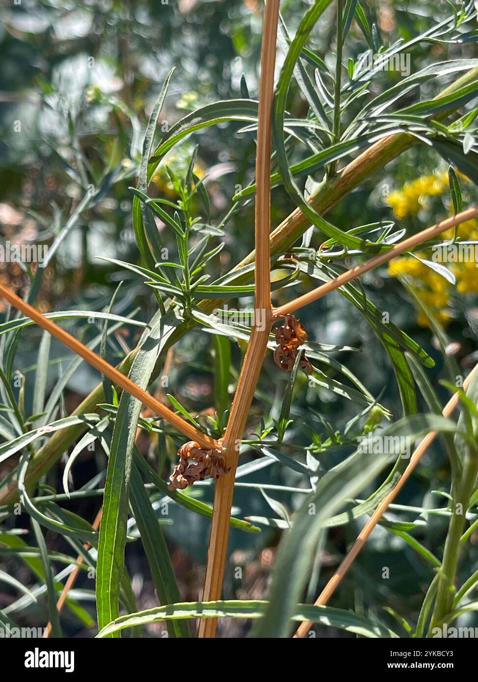 western goldenrod (Euthamia occidentalis Stock Photo - Alamy