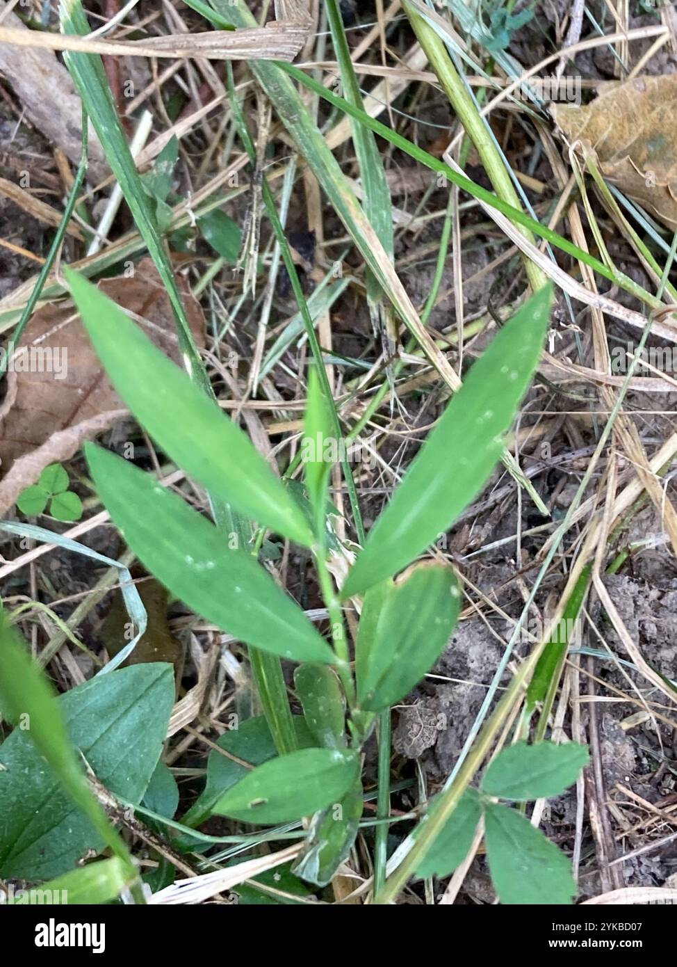 Japanese stiltgrass (Microstegium vimineum Stock Photo - Alamy