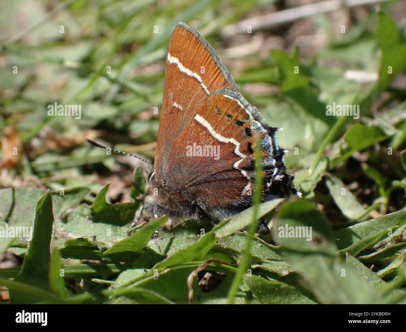 Callophrys spinetorum hi-res stock photography and images - Alamy