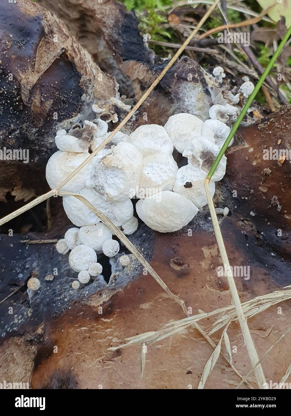 Powder Cap (Asterophora lycoperdoides Stock Photo - Alamy