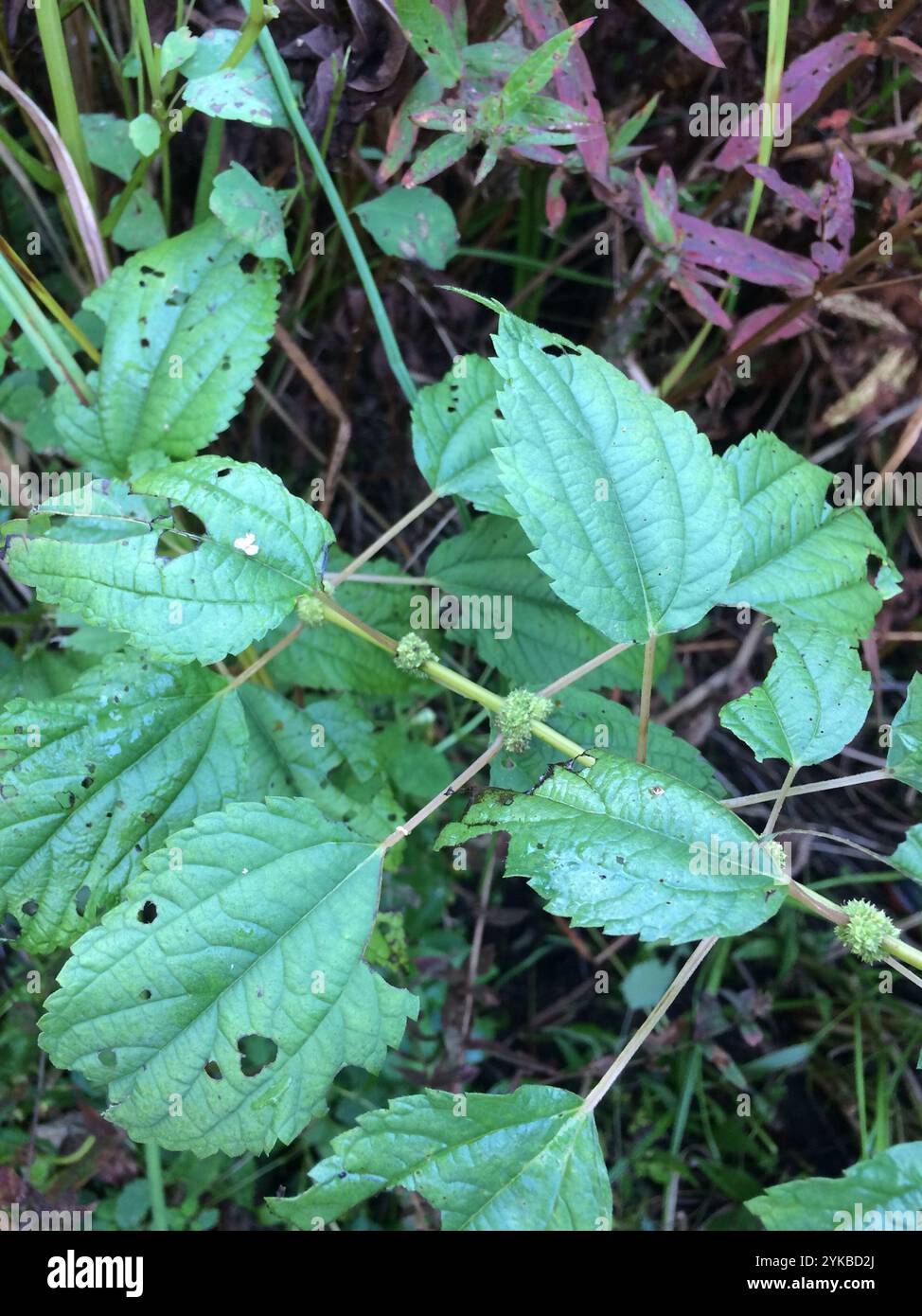 false nettle (Boehmeria cylindrica Stock Photo - Alamy