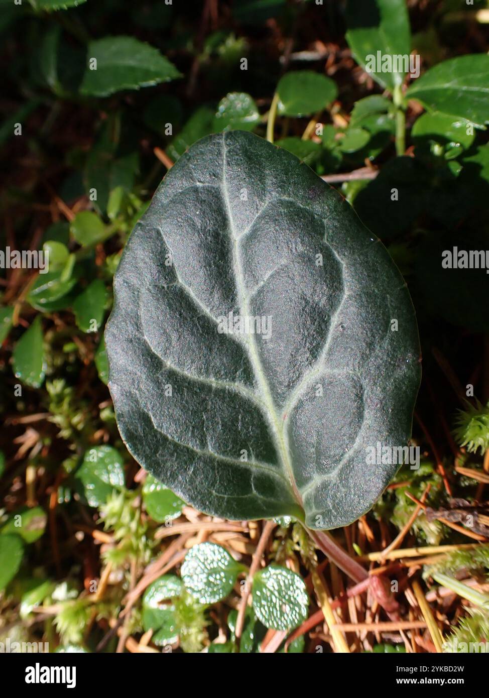 white-veined wintergreen (Pyrola picta Stock Photo - Alamy
