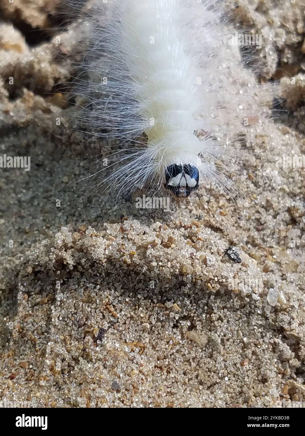 Laugher Moth (Charadra deridens Stock Photo - Alamy