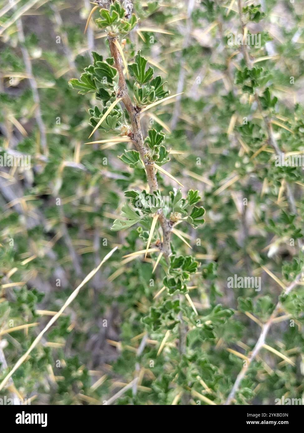 desert gooseberry (Ribes velutinum Stock Photo - Alamy