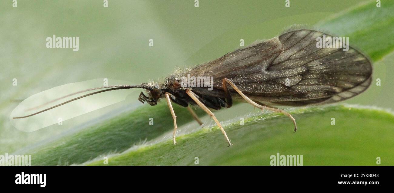 Grannom Caddisfly (Brachycentrus subnubilis Stock Photo - Alamy