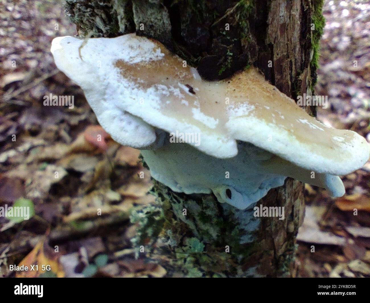 shelf fungi (Polyporales Stock Photo - Alamy