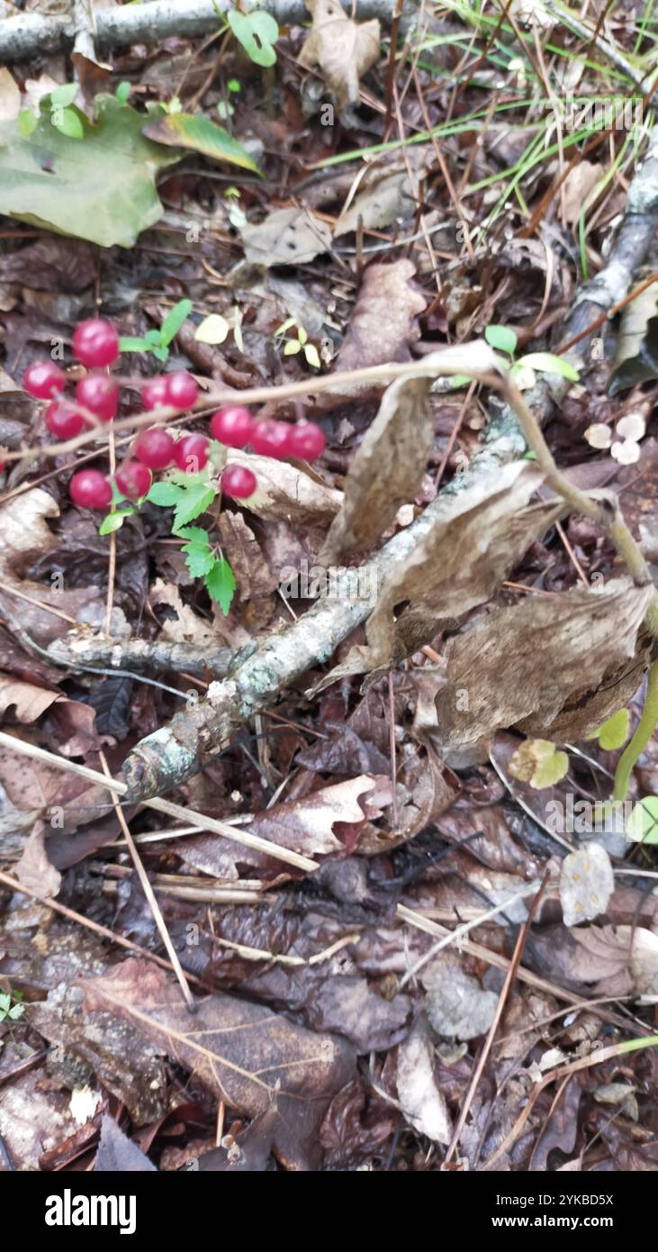 Japanese Mayflower (Maianthemum japonicum Stock Photo - Alamy
