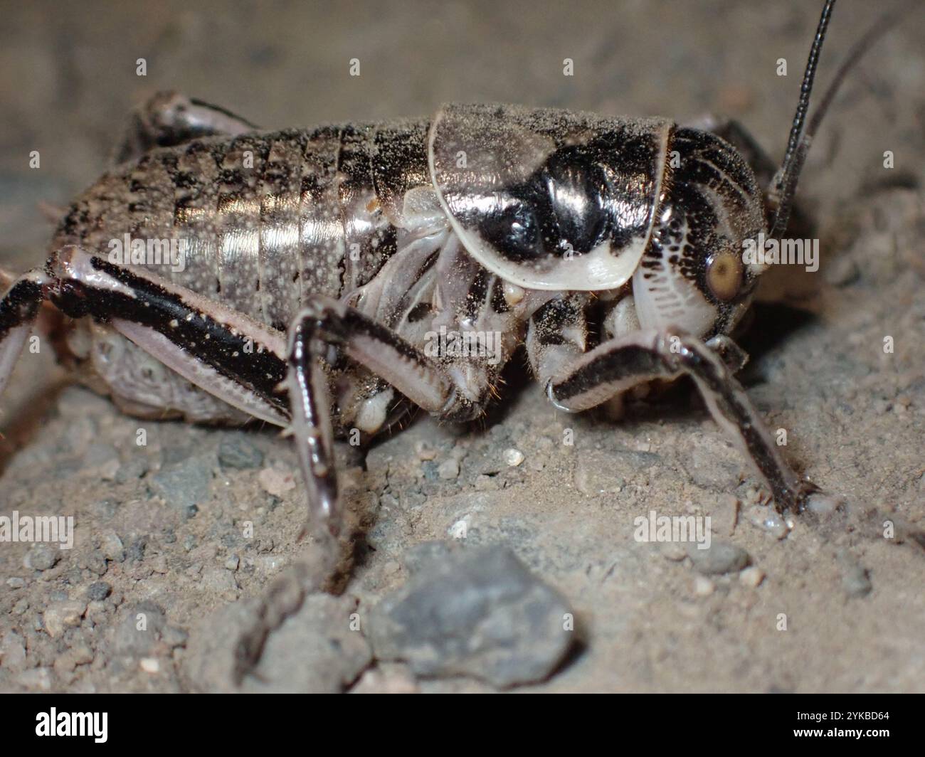 Cyphoderris monstrosa hi-res stock photography and images - Alamy