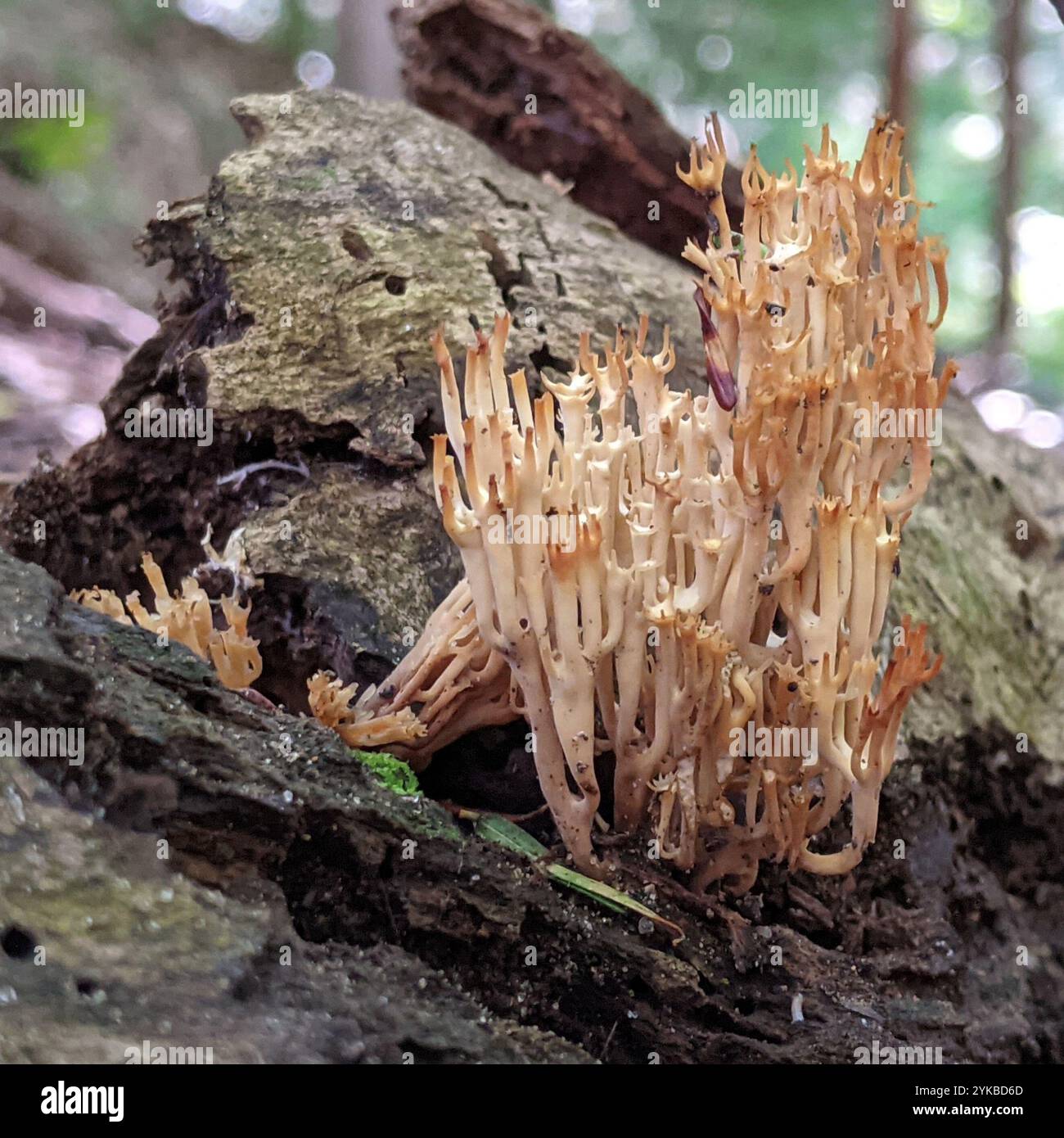 crown-tipped coral fungus (Artomyces pyxidatus Stock Photo - Alamy