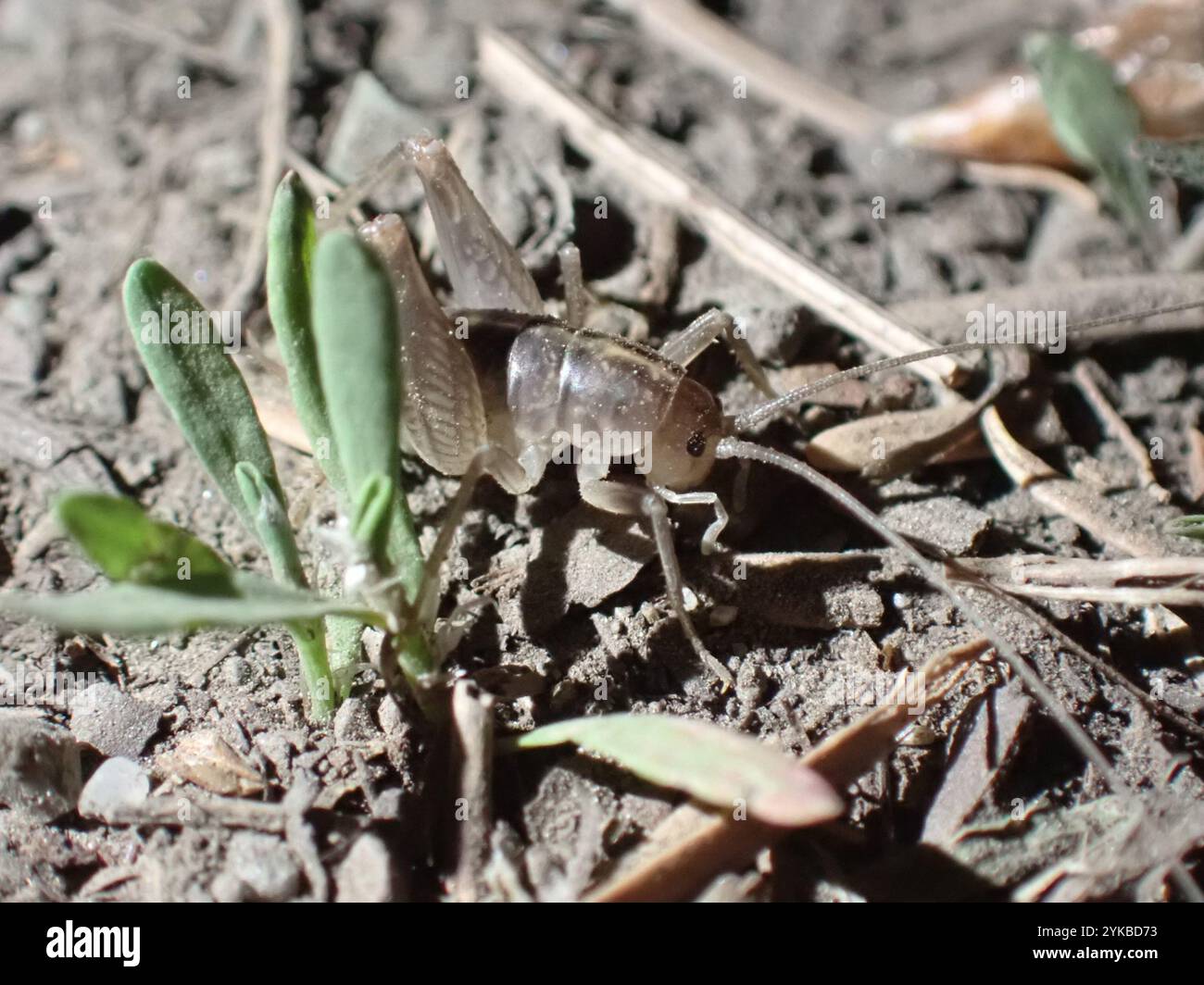 Camel Crickets (Ceuthophilus Stock Photo - Alamy