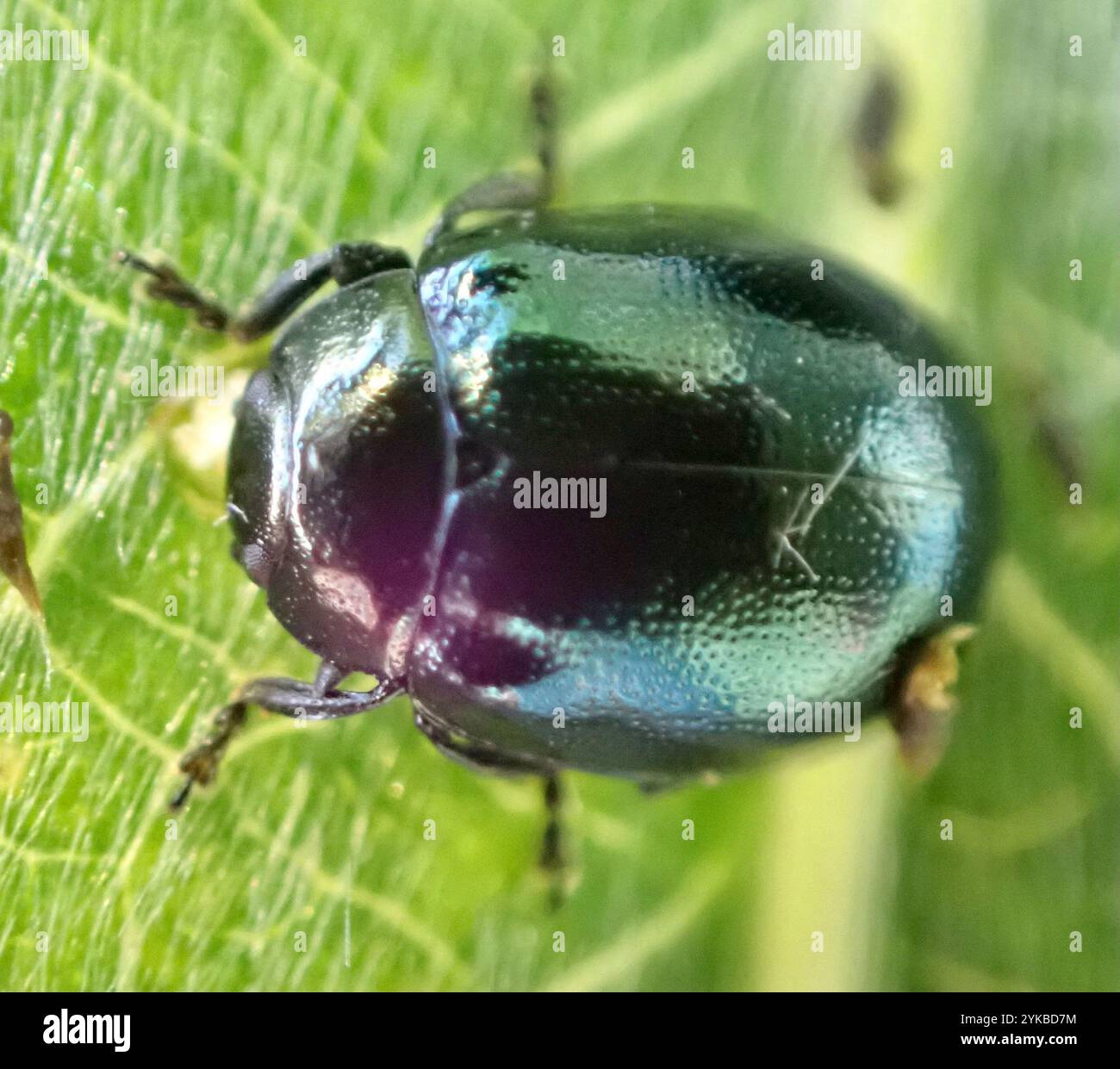 Willow Leaf Beetle (Plagiodera versicolora Stock Photo - Alamy