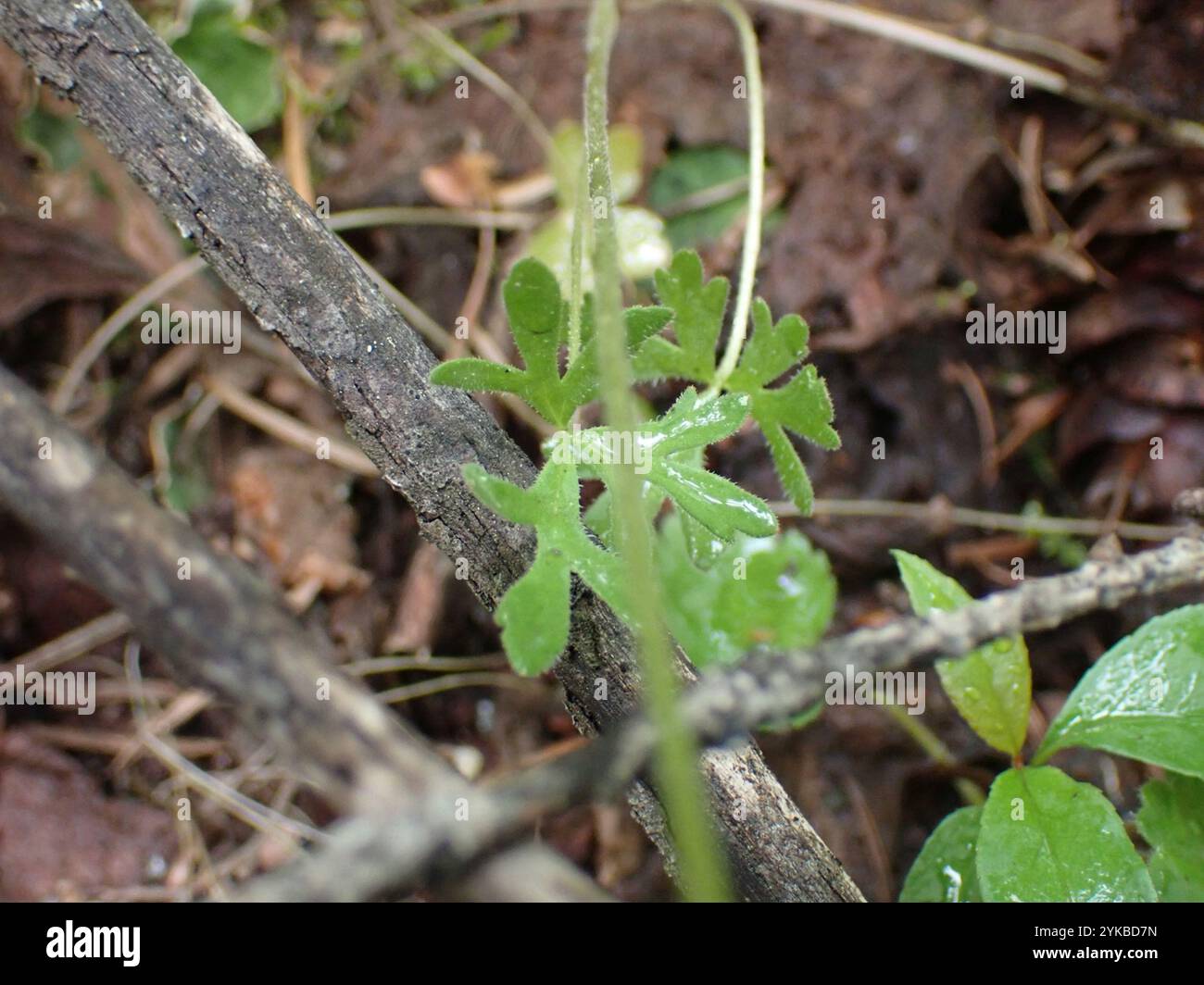 smallflower woodland star (Lithophragma parviflorum Stock Photo - Alamy