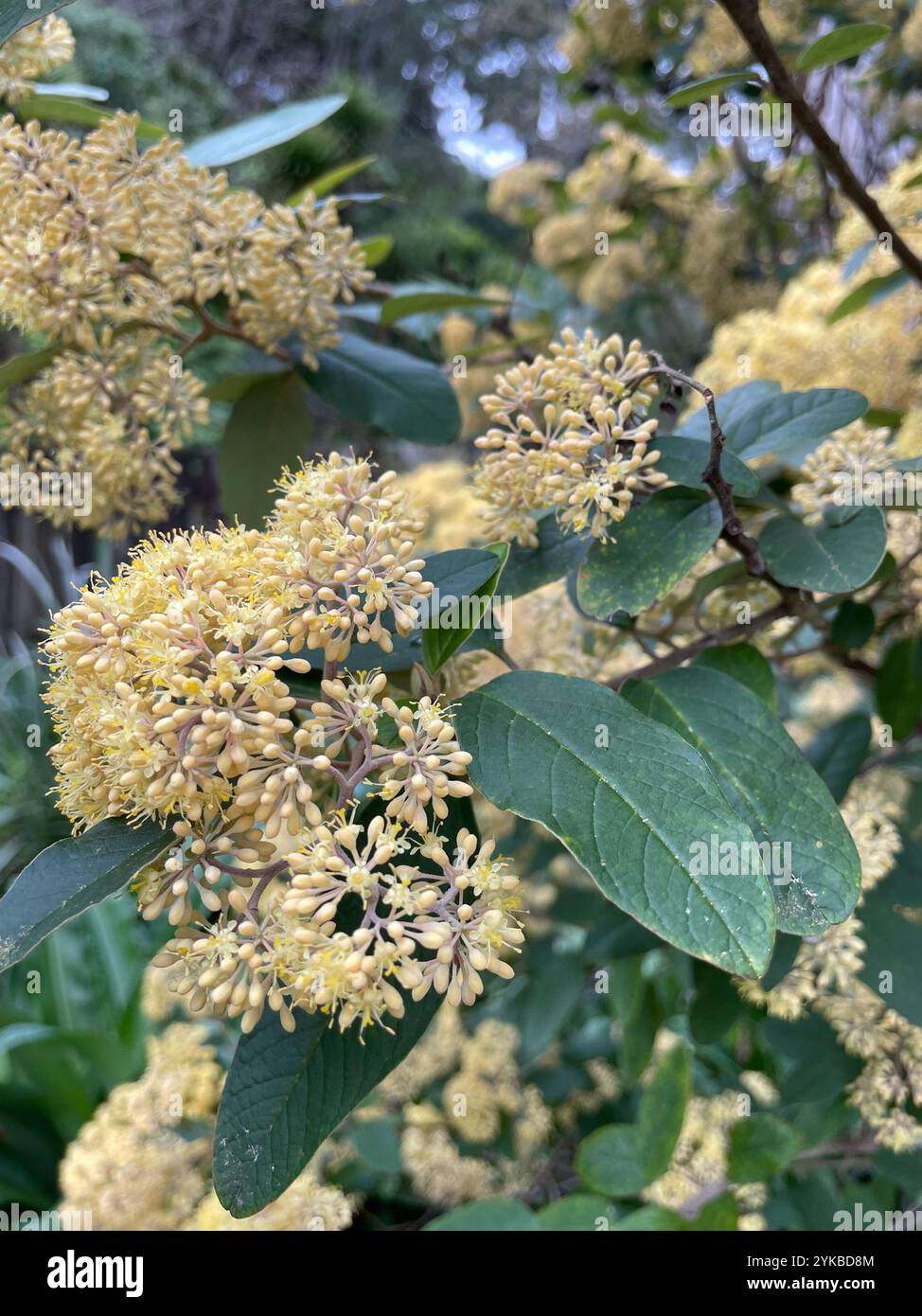 Kumarahou hi-res stock photography and images - Alamy