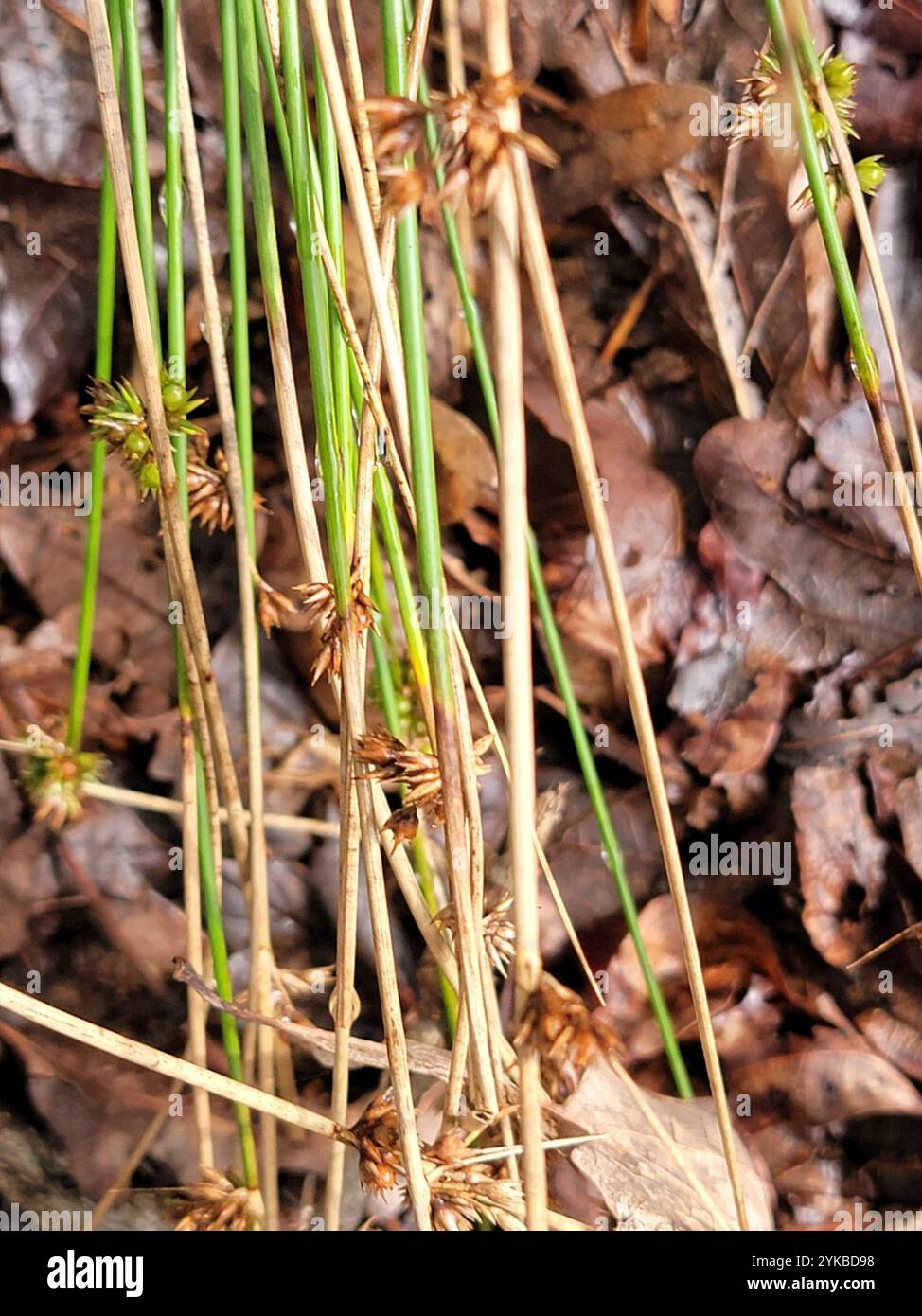 Soft Rush (Juncus effusus Stock Photo - Alamy
