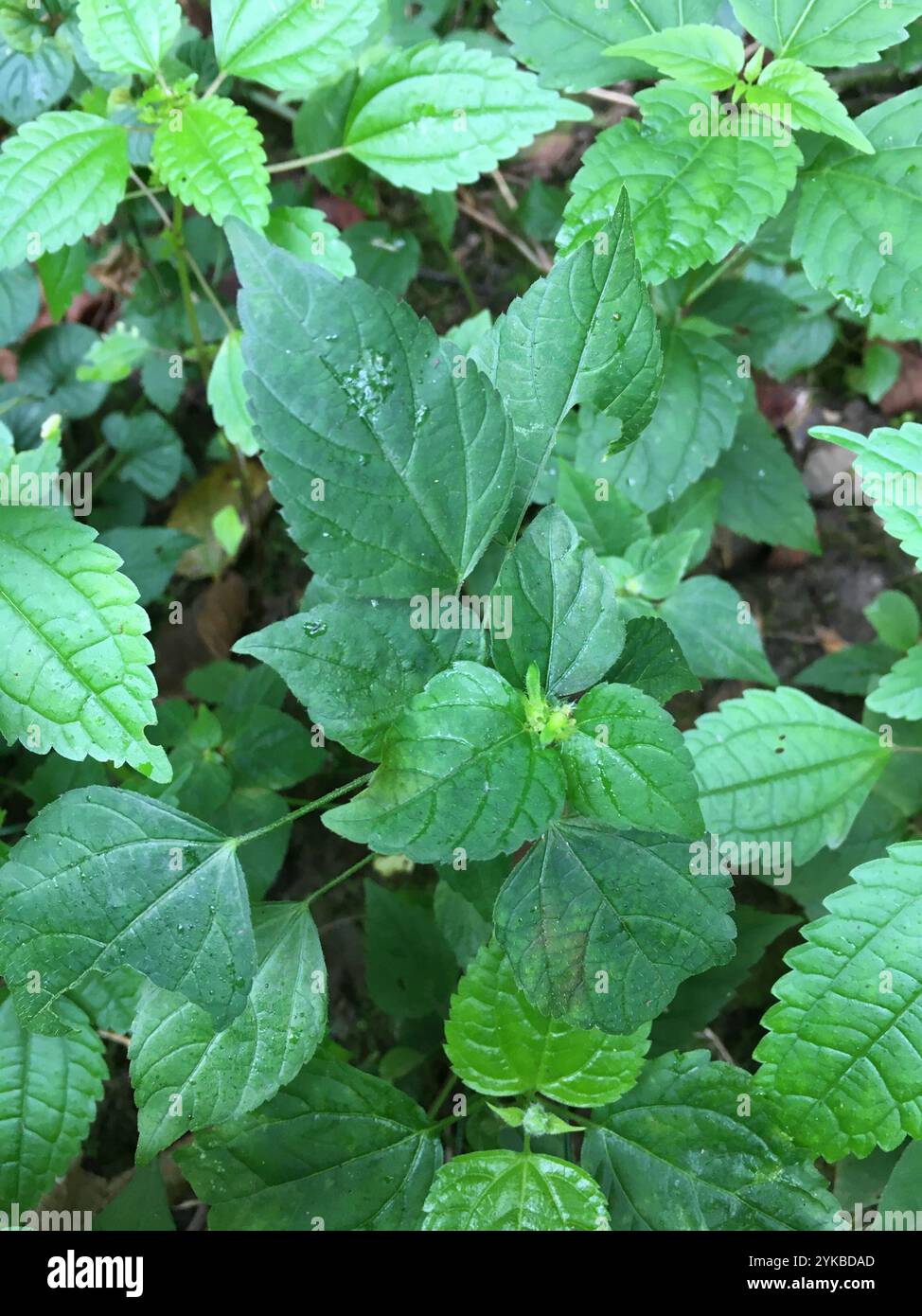 Deam's two-seeded mercury (Acalypha deamii Stock Photo - Alamy