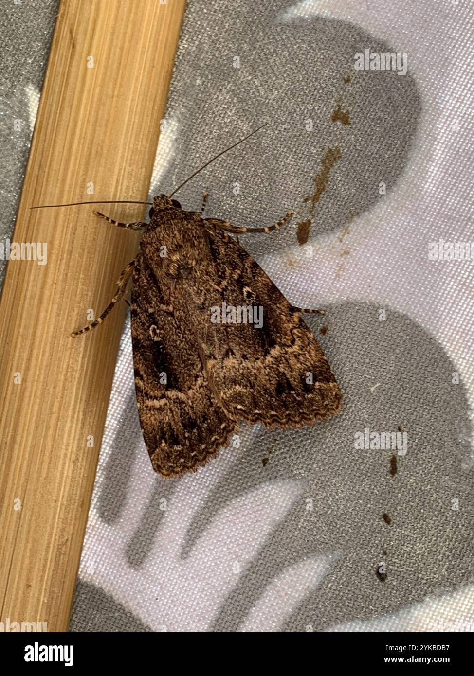 Eurasian Copper Underwing (Amphipyra pyramidea Stock Photo - Alamy