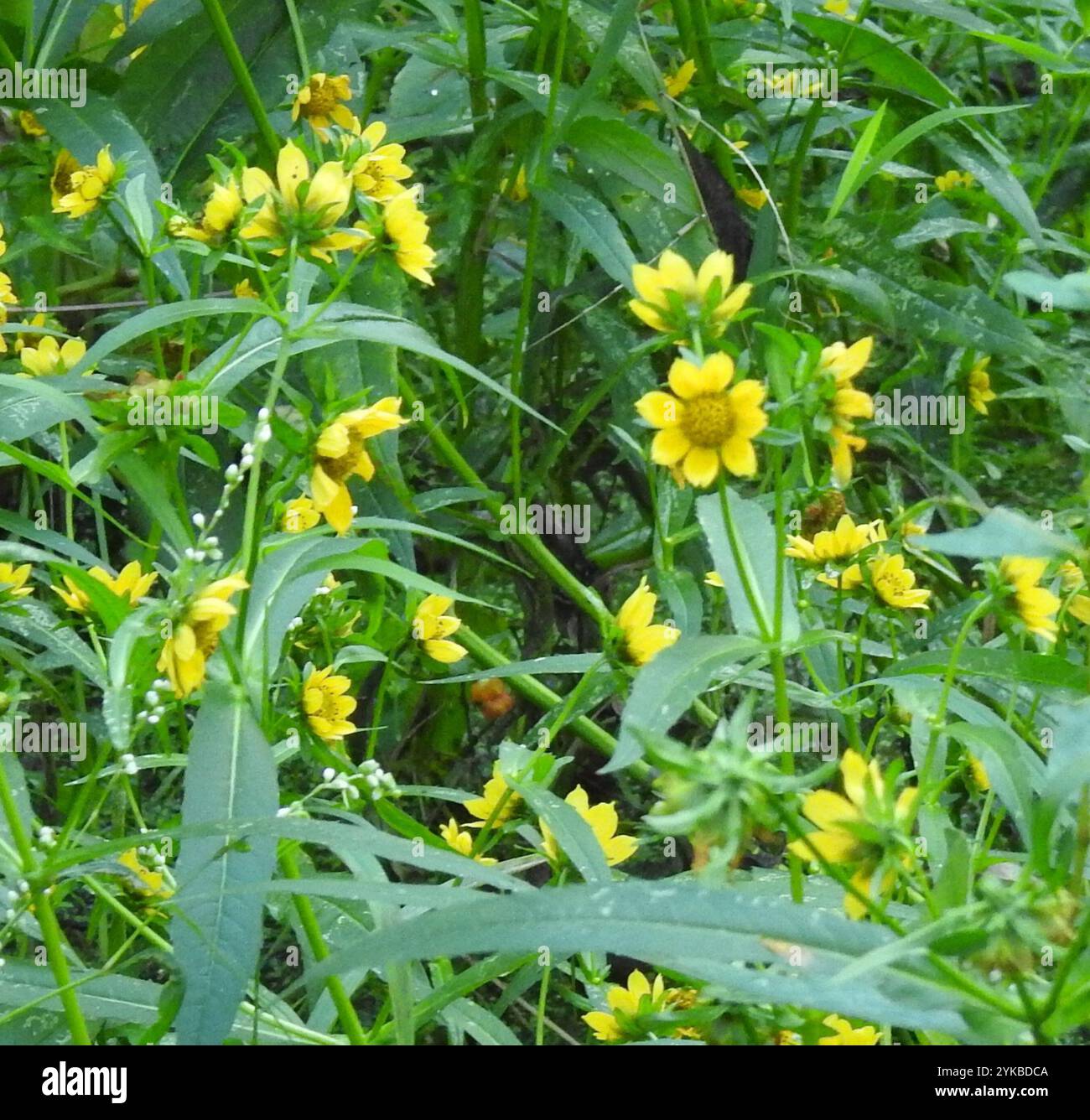 Bearded Beggarticks (Bidens aristosa Stock Photo - Alamy
