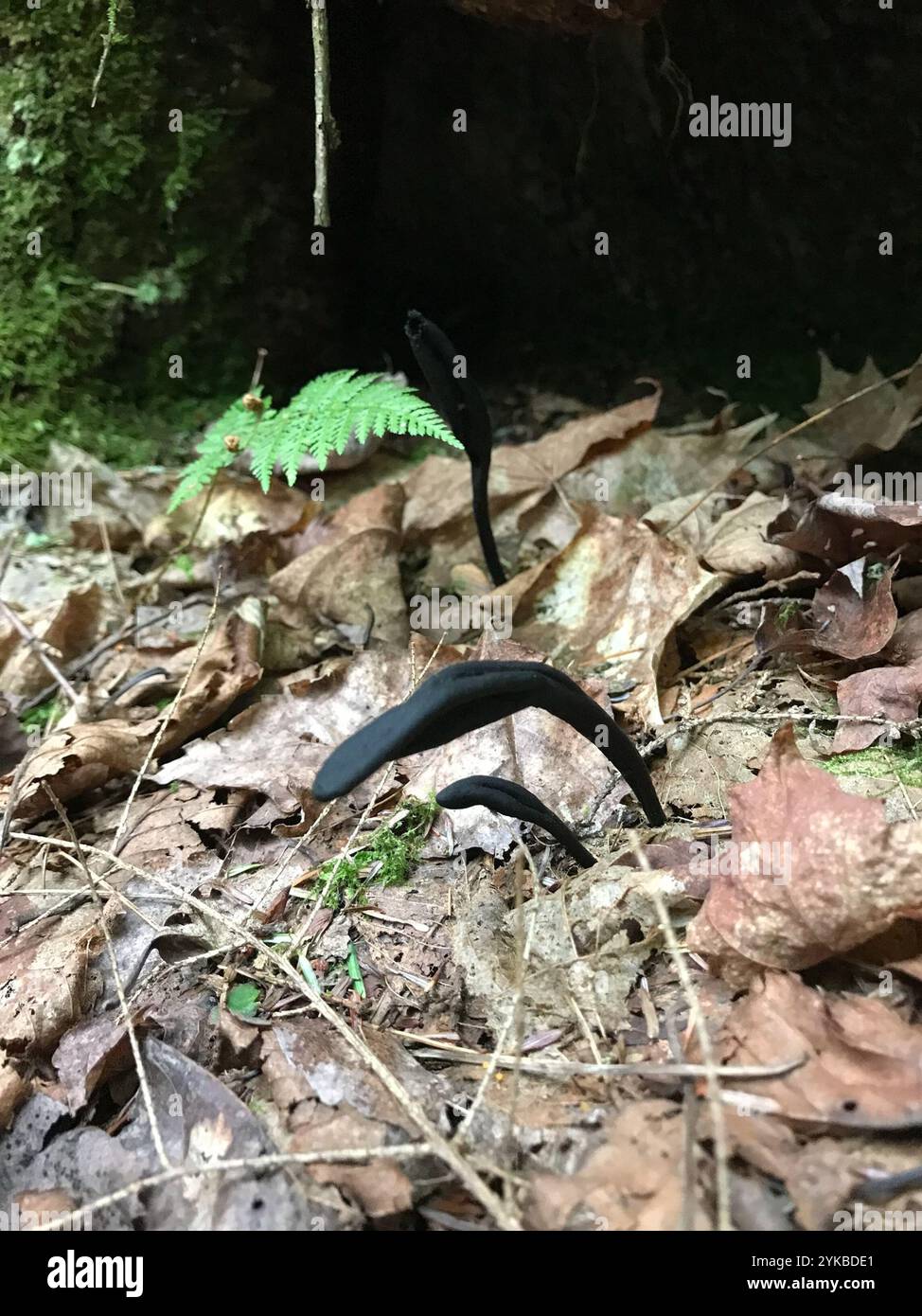 Earth Tongues (Geoglossum Stock Photo - Alamy