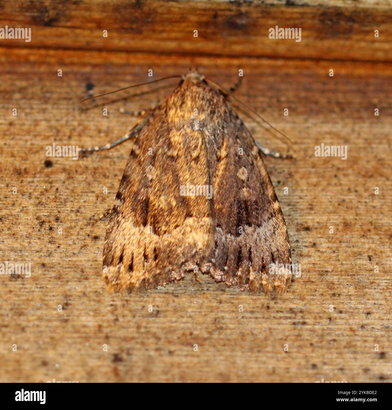 American Copper Underwing (Amphipyra pyramidoides Stock Photo - Alamy
