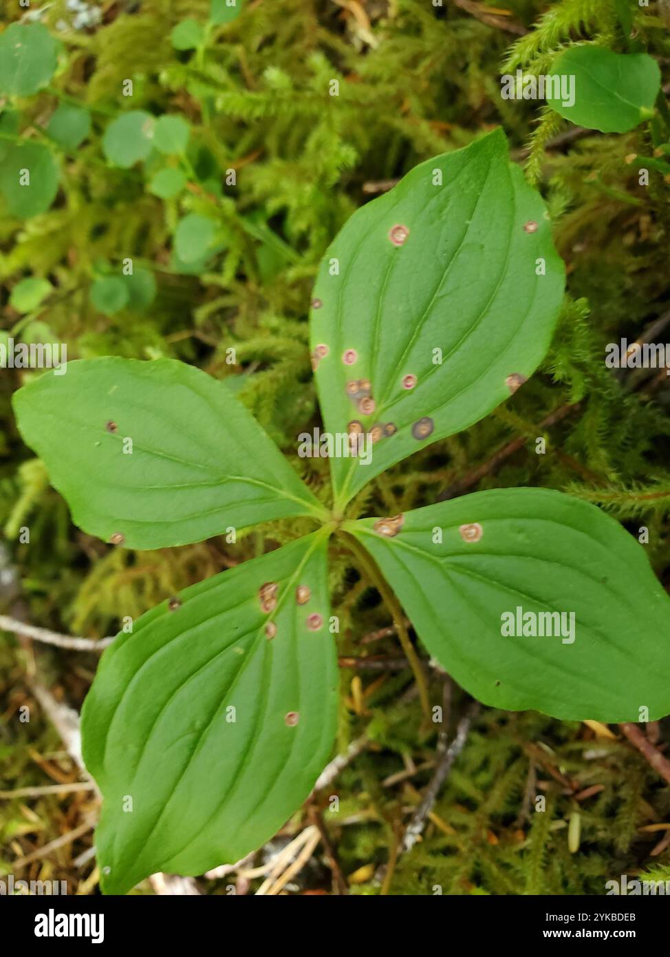 Western Bunchberry (Cornus unalaschkensis Stock Photo - Alamy