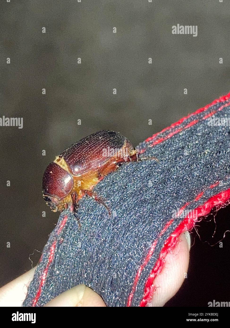Carrot Beetle (Ligyrus gibbosus Stock Photo - Alamy