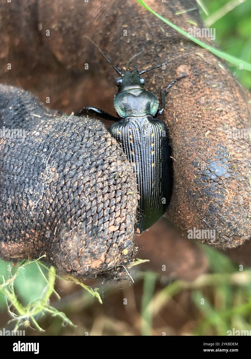 Black Caterpillar Hunter (Calosoma sayi Stock Photo - Alamy