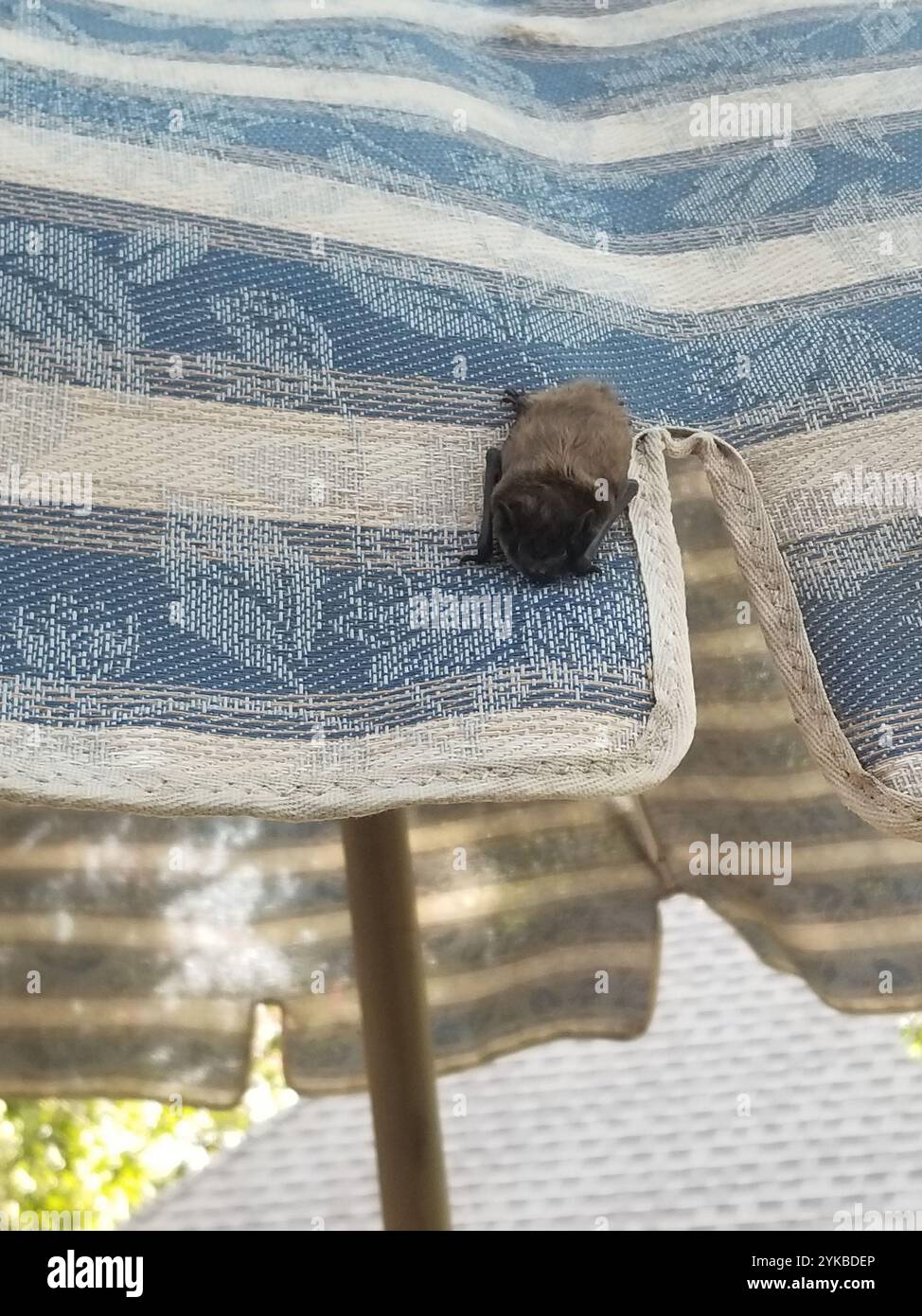 Evening bat nycticeius humeralis hi-res stock photography and images ...