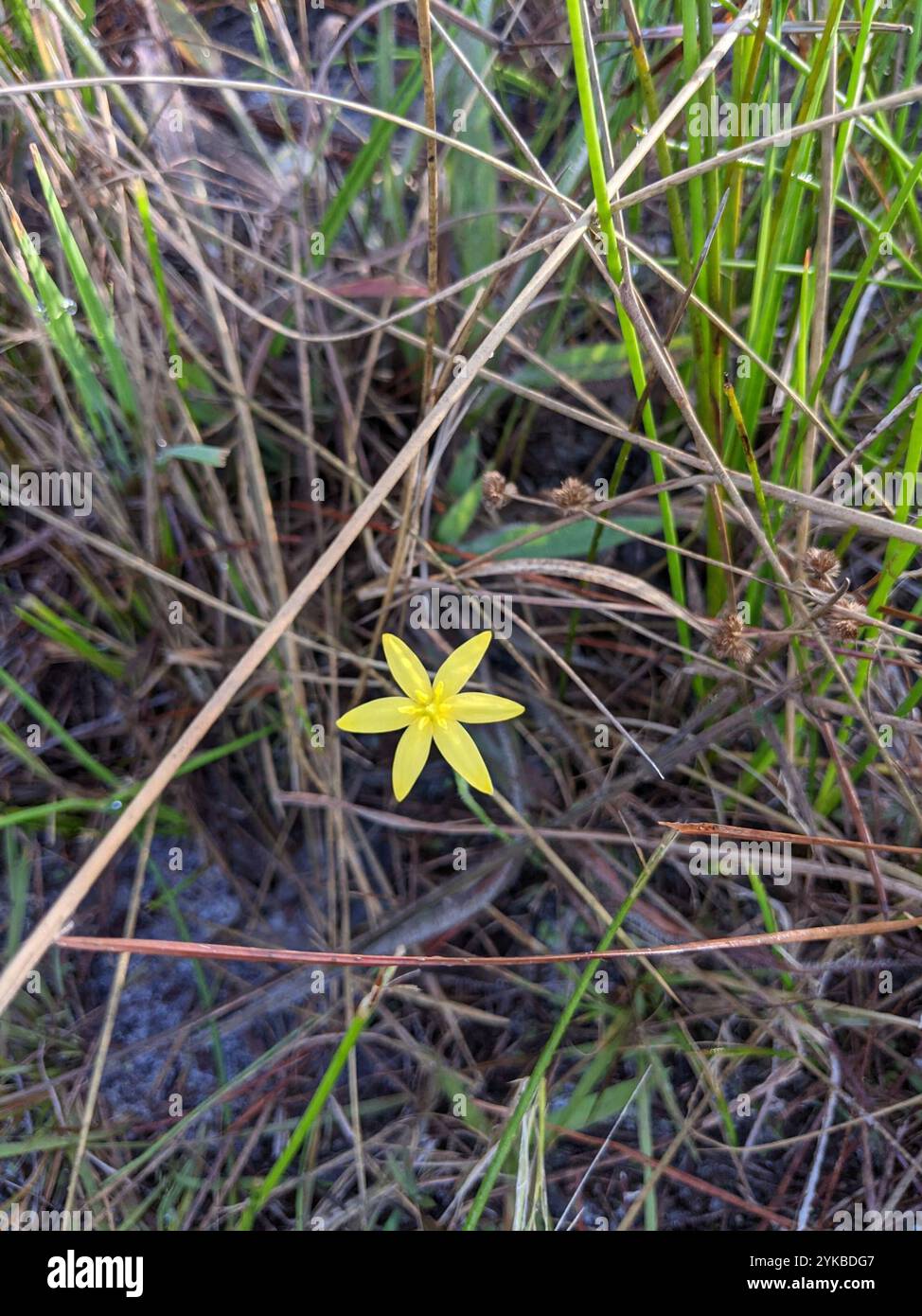 fringed star grass (Hypoxis juncea Stock Photo - Alamy
