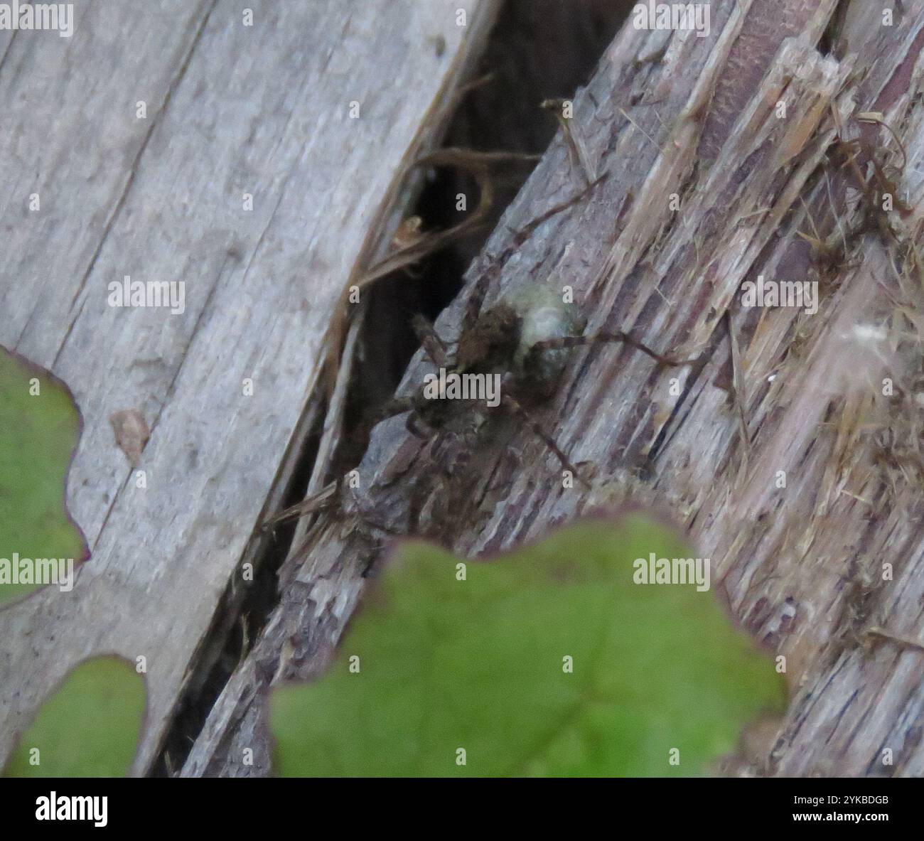Thin-legged Wolf Spiders (Pardosa Stock Photo - Alamy