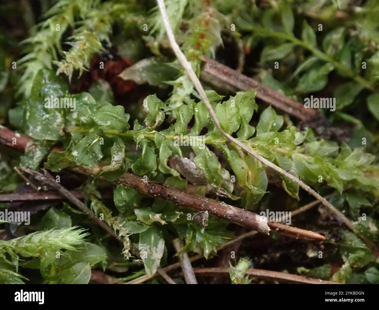 Thyme and Allied Mosses (Plagiomnium Stock Photo - Alamy