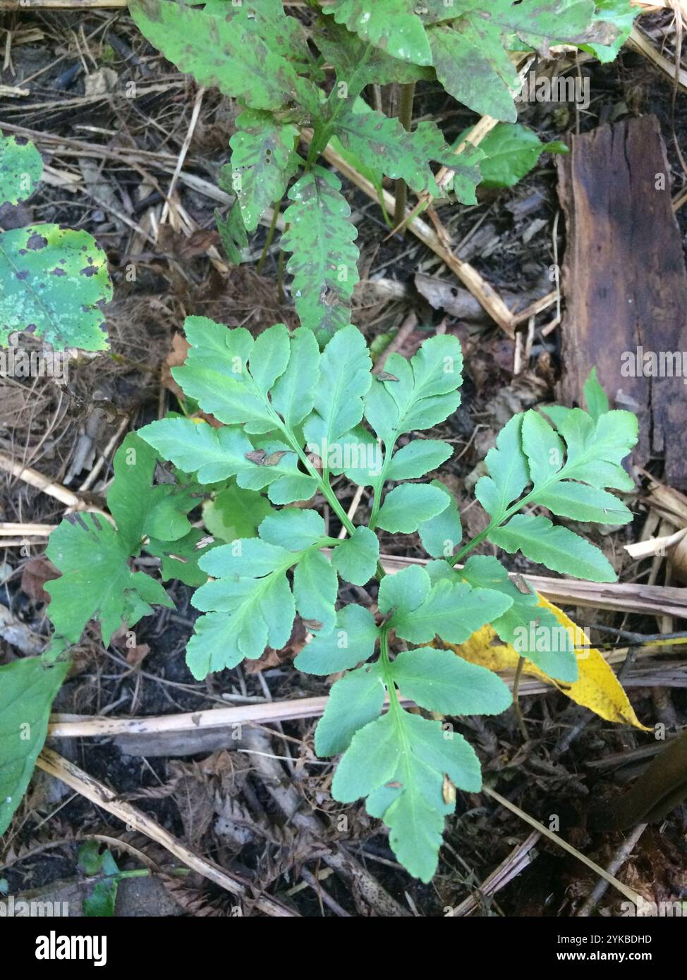 Cutleaf Grapefern (Sceptridium dissectum Stock Photo - Alamy