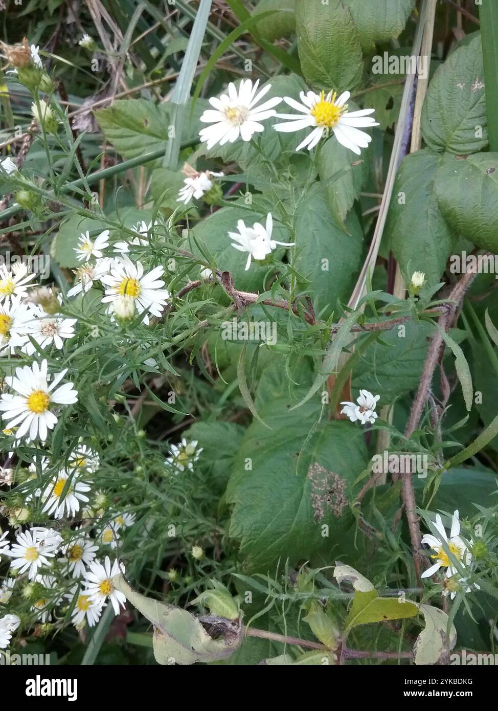 hairy white oldfield aster (Symphyotrichum pilosum Stock Photo - Alamy