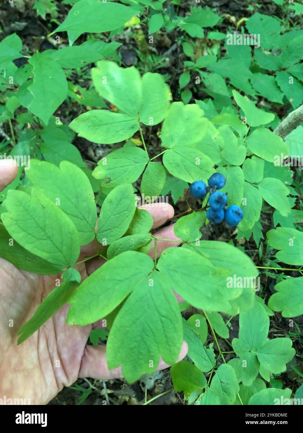 blue cohosh (Caulophyllum thalictroides Stock Photo - Alamy