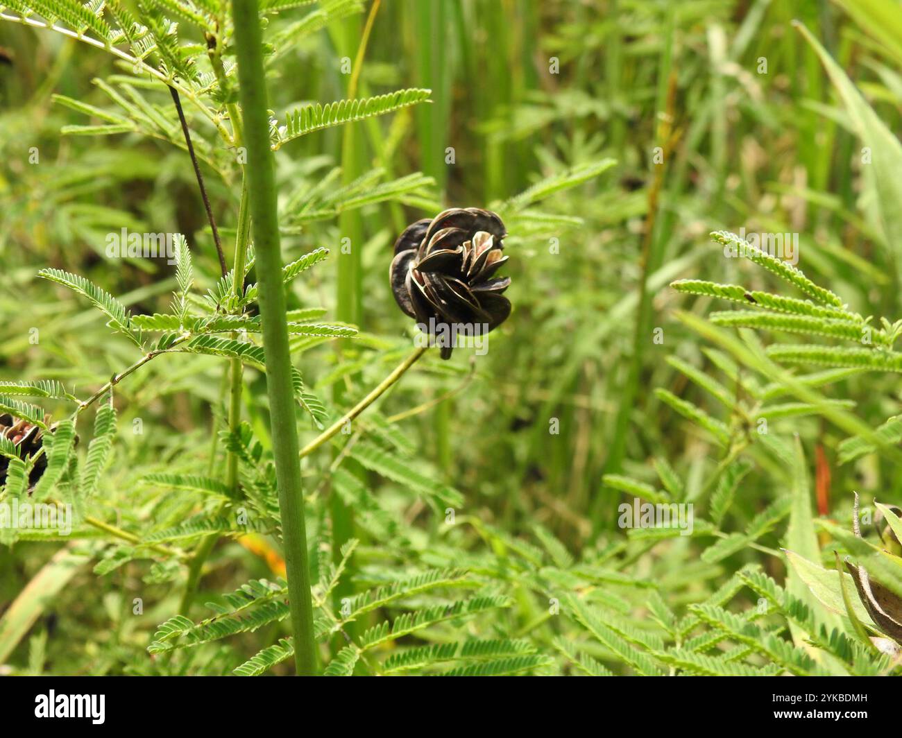 Illinois bundleflower (Desmanthus illinoensis Stock Photo - Alamy