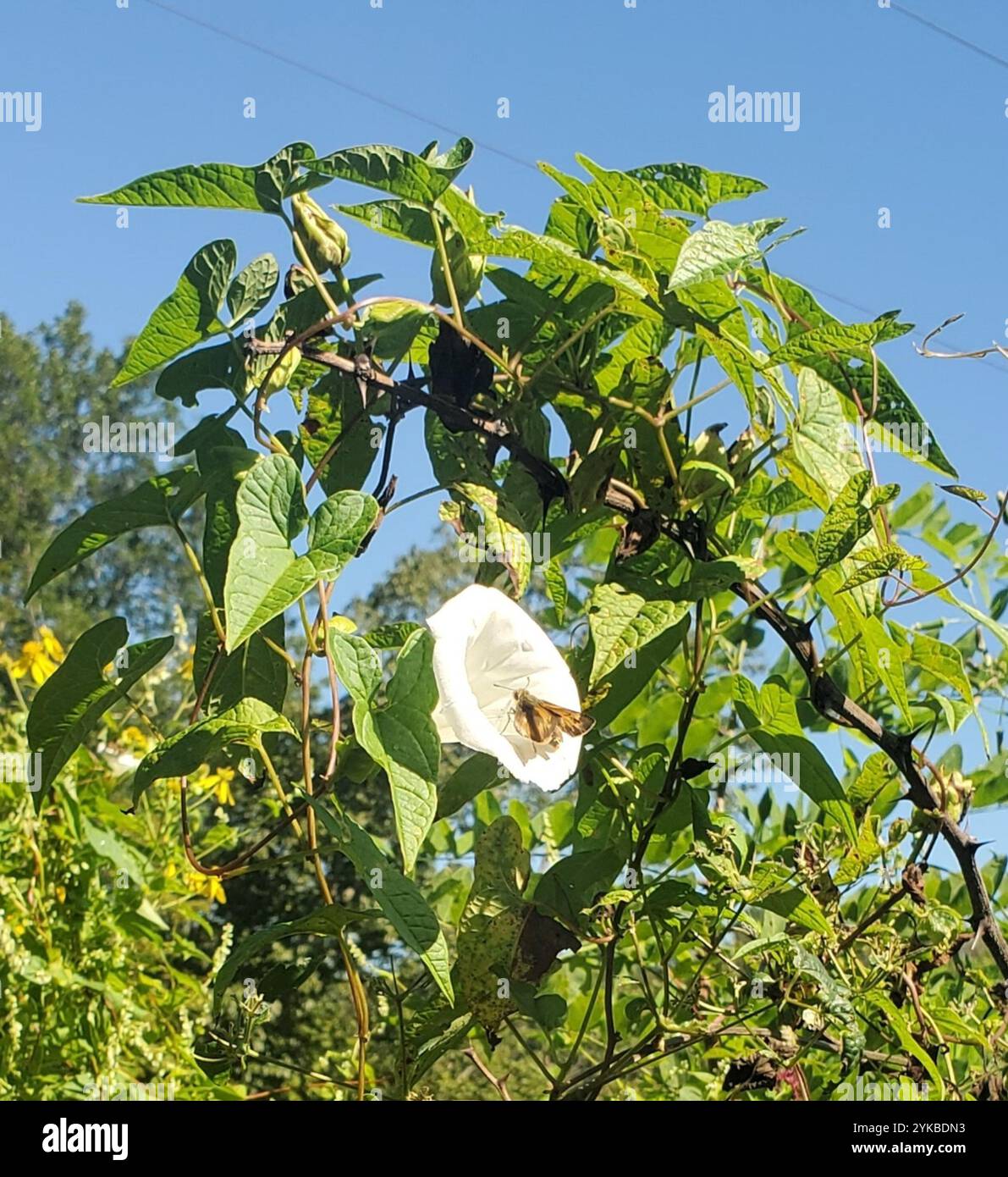 large bindweed (Calystegia silvatica Stock Photo - Alamy