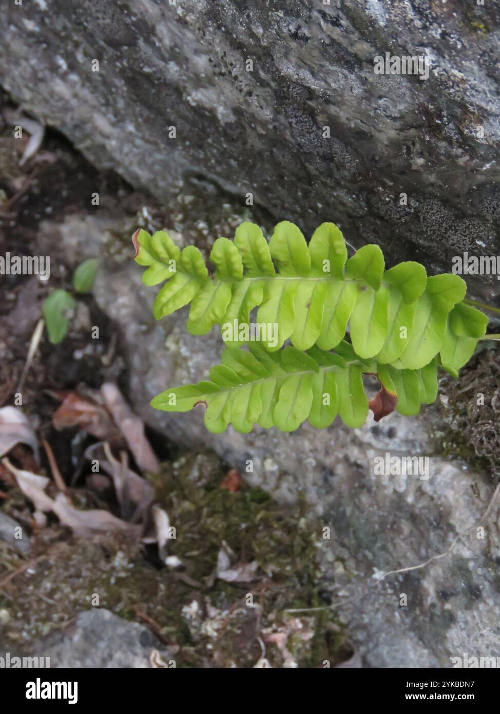 western polypody (Polypodium hesperium Stock Photo - Alamy