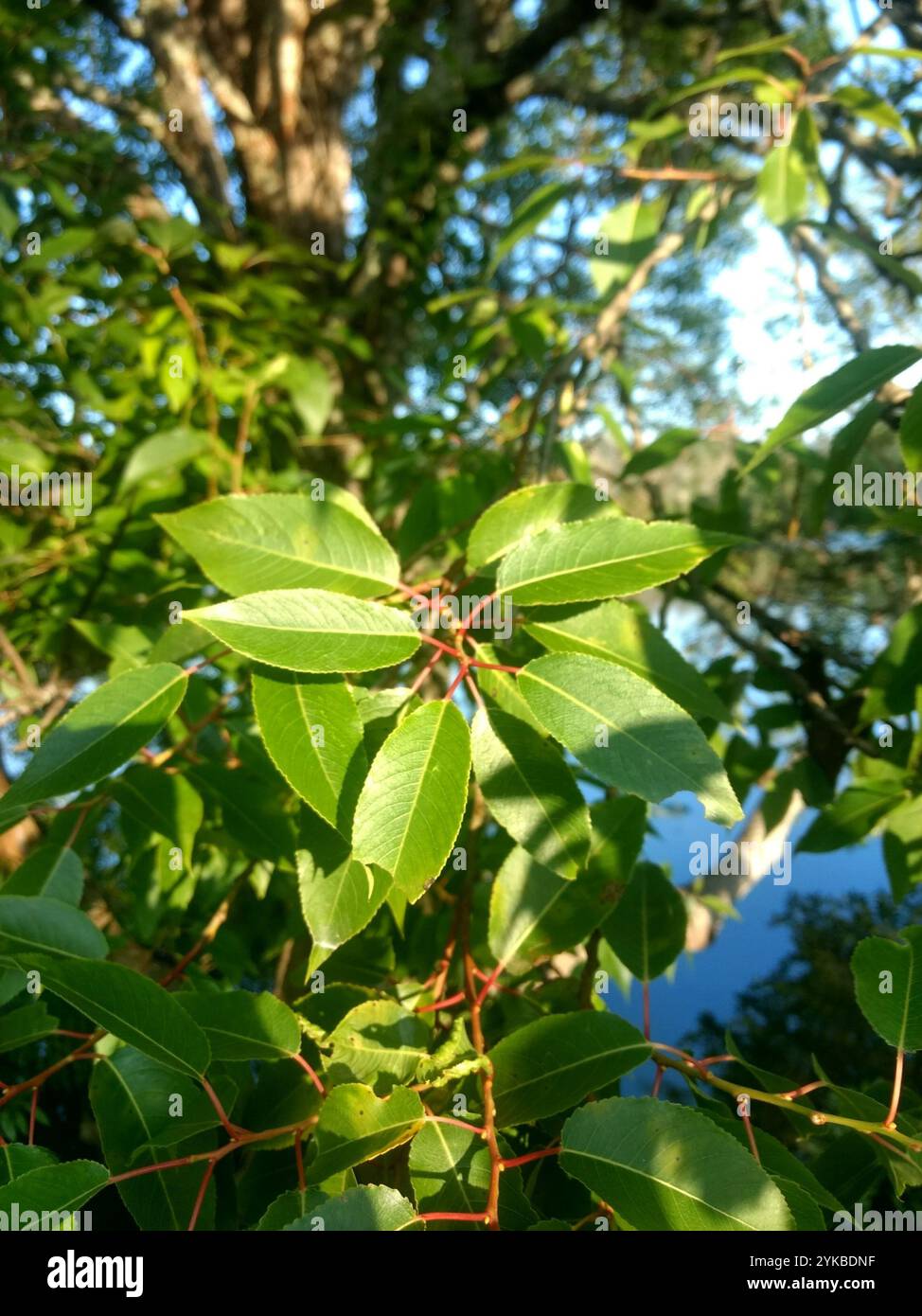 Indian Willow (Salix tetrasperma Stock Photo - Alamy