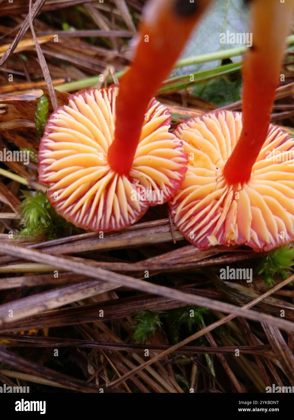 Scarlet Waxy Cap (Hygrocybe coccinea Stock Photo - Alamy