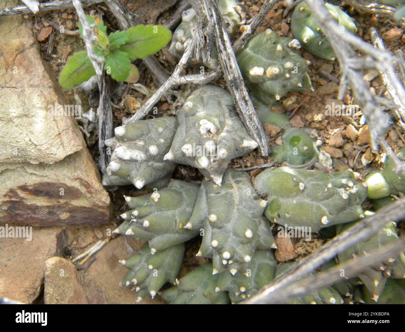 Duvalia hi-res stock photography and images - Alamy
