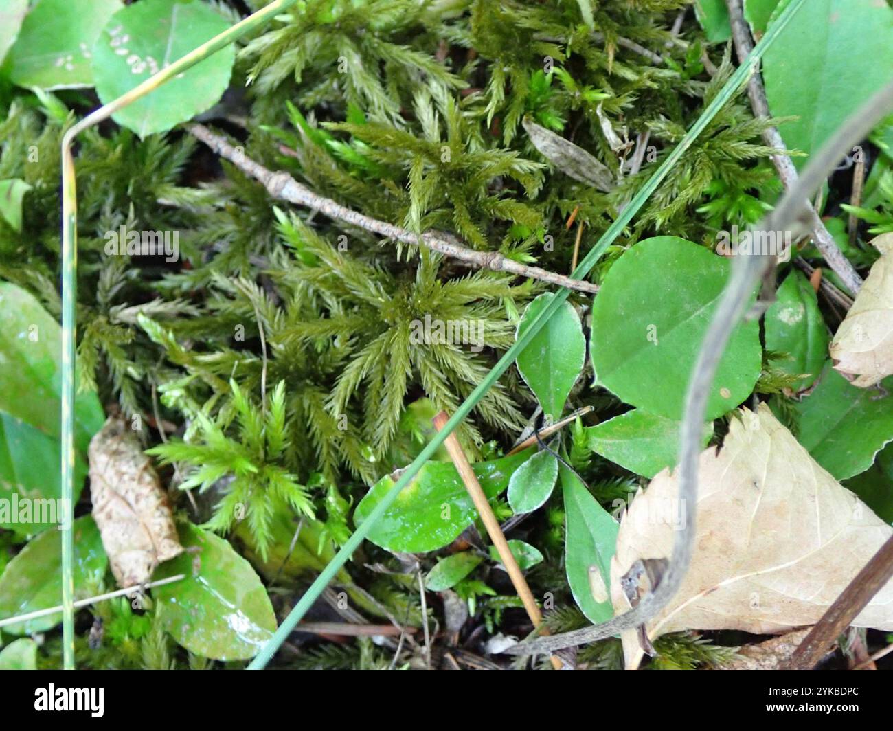 Tree Climacium Moss (Climacium dendroides Stock Photo - Alamy