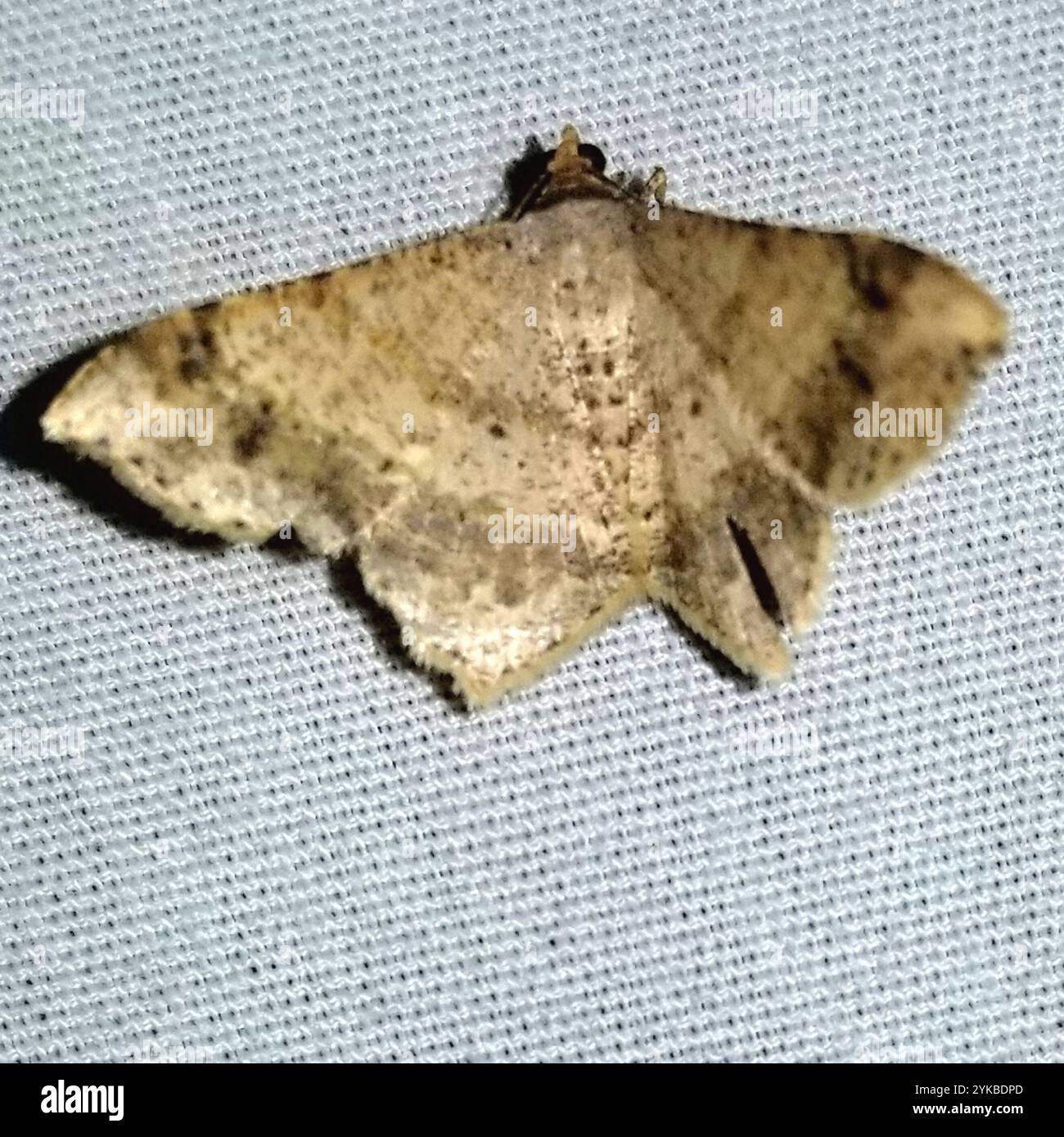 Psamatodes abydata hi-res stock photography and images - Alamy