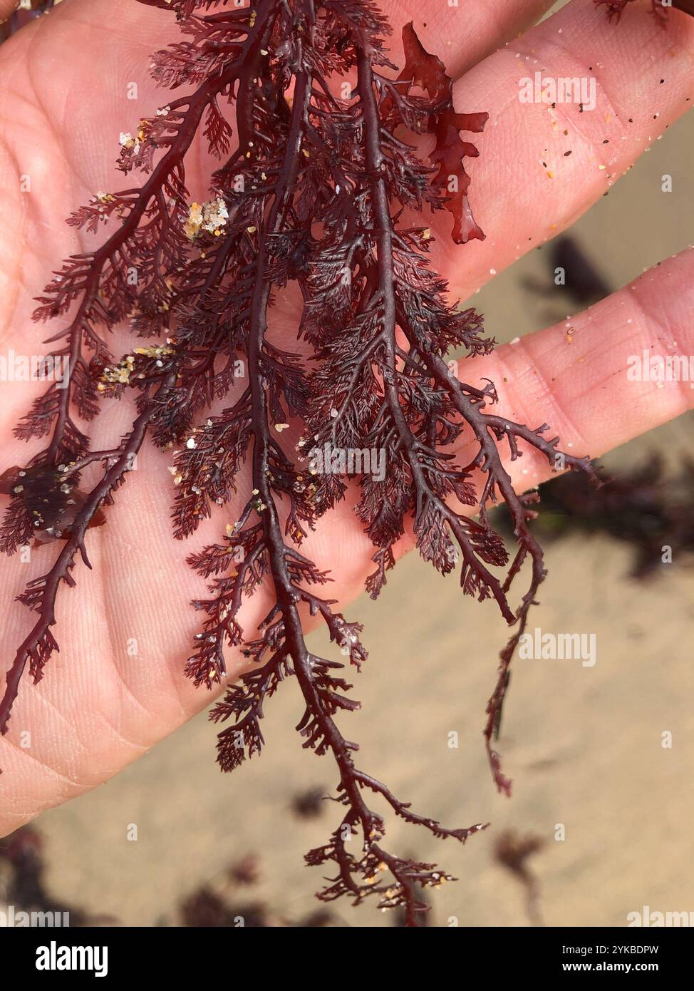 Sea Comb (Plocamium cartilagineum Stock Photo - Alamy