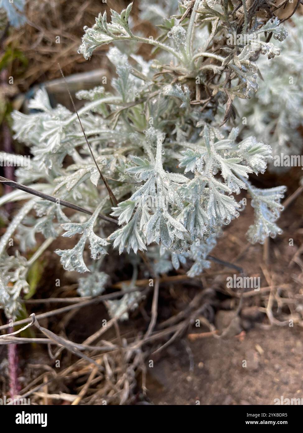 coastal sagewort (Artemisia pycnocephala Stock Photo - Alamy