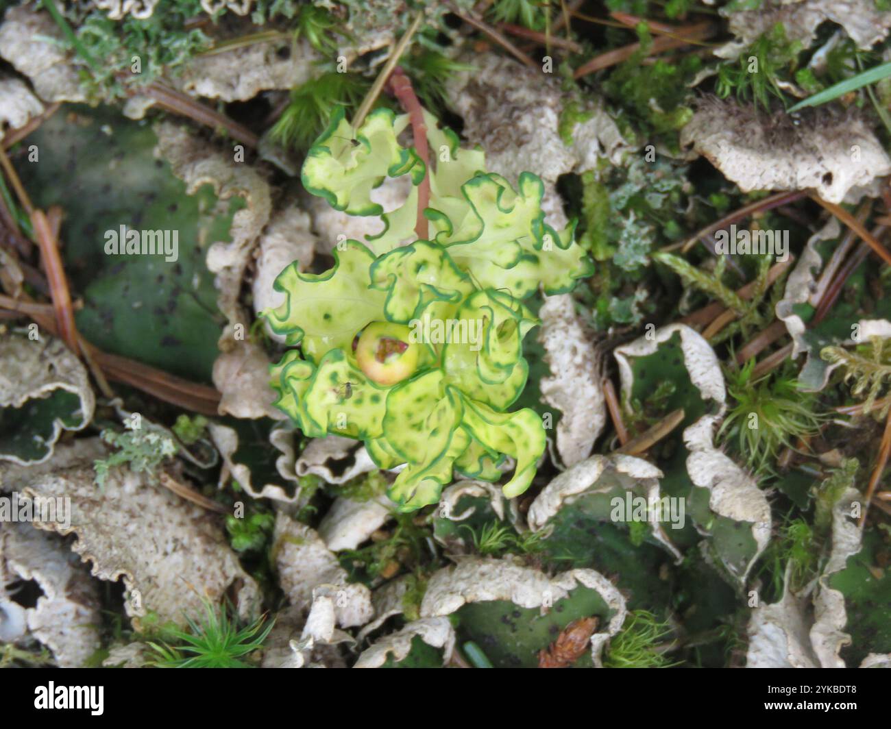Northern Comandra (Geocaulon lividum Stock Photo - Alamy
