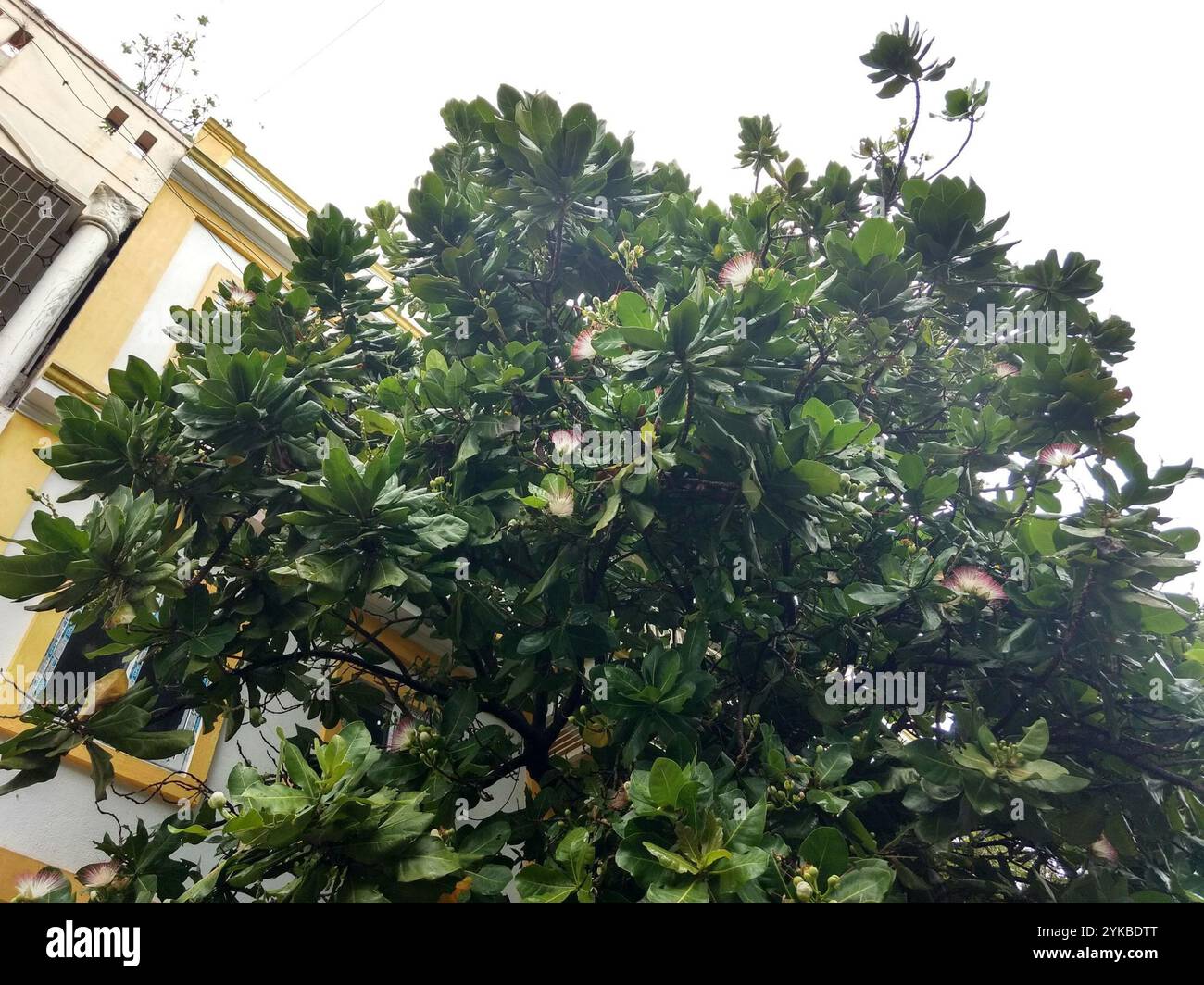 Fish Poison Tree (Barringtonia asiatica Stock Photo - Alamy