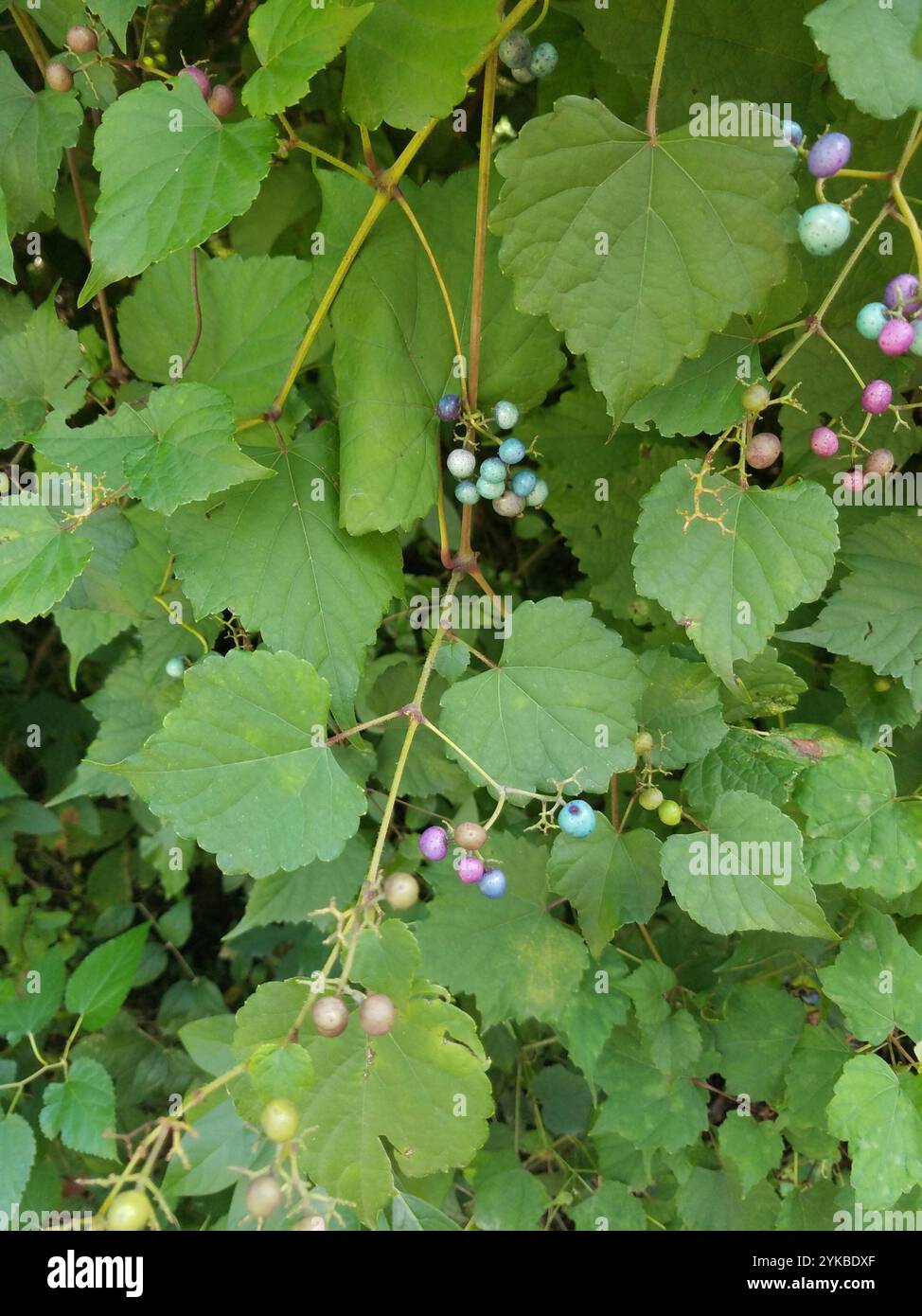 Porcelain Berry (Ampelopsis glandulosa Stock Photo - Alamy