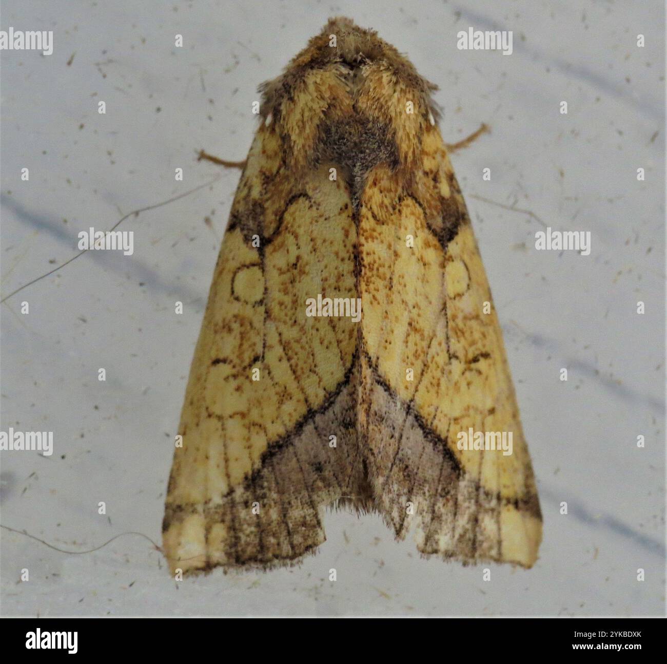 Rigid Sunflower Borer Moth (Papaipema rigida Stock Photo - Alamy